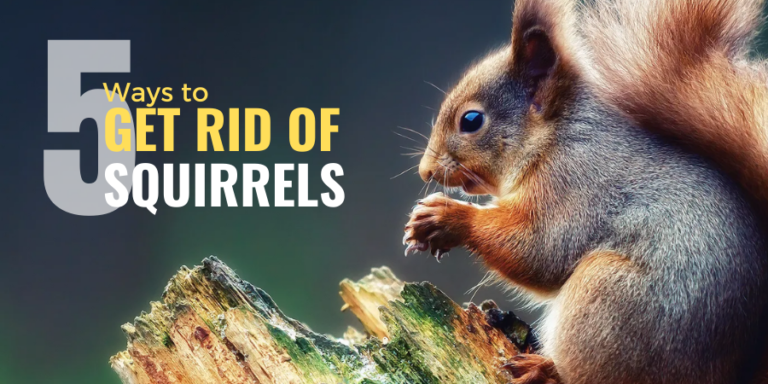 5 Easy Ways to Get Rid of Squirrels from Your Property